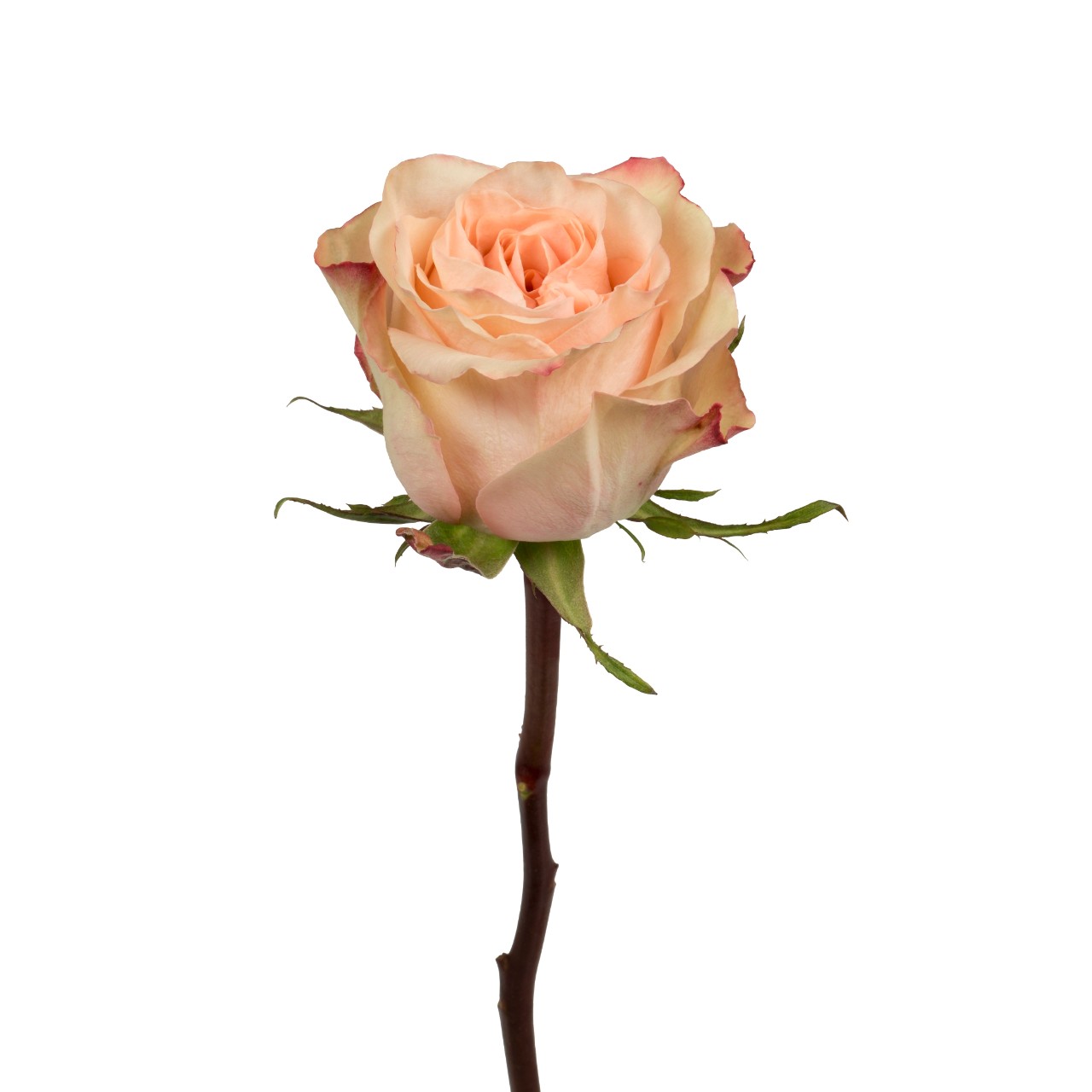 Art Nuvo@ - Products - Dümmen Orange