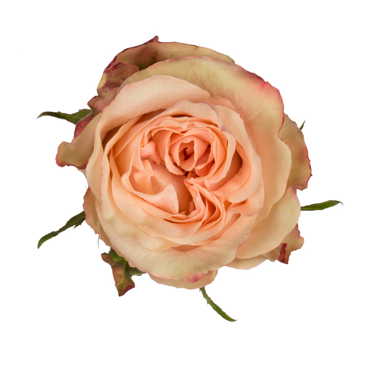 Art Nuvo@ - Products - Dümmen Orange