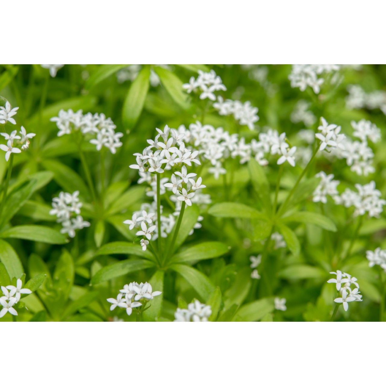 Sweet Woodruff - Products - Dümmen Orange