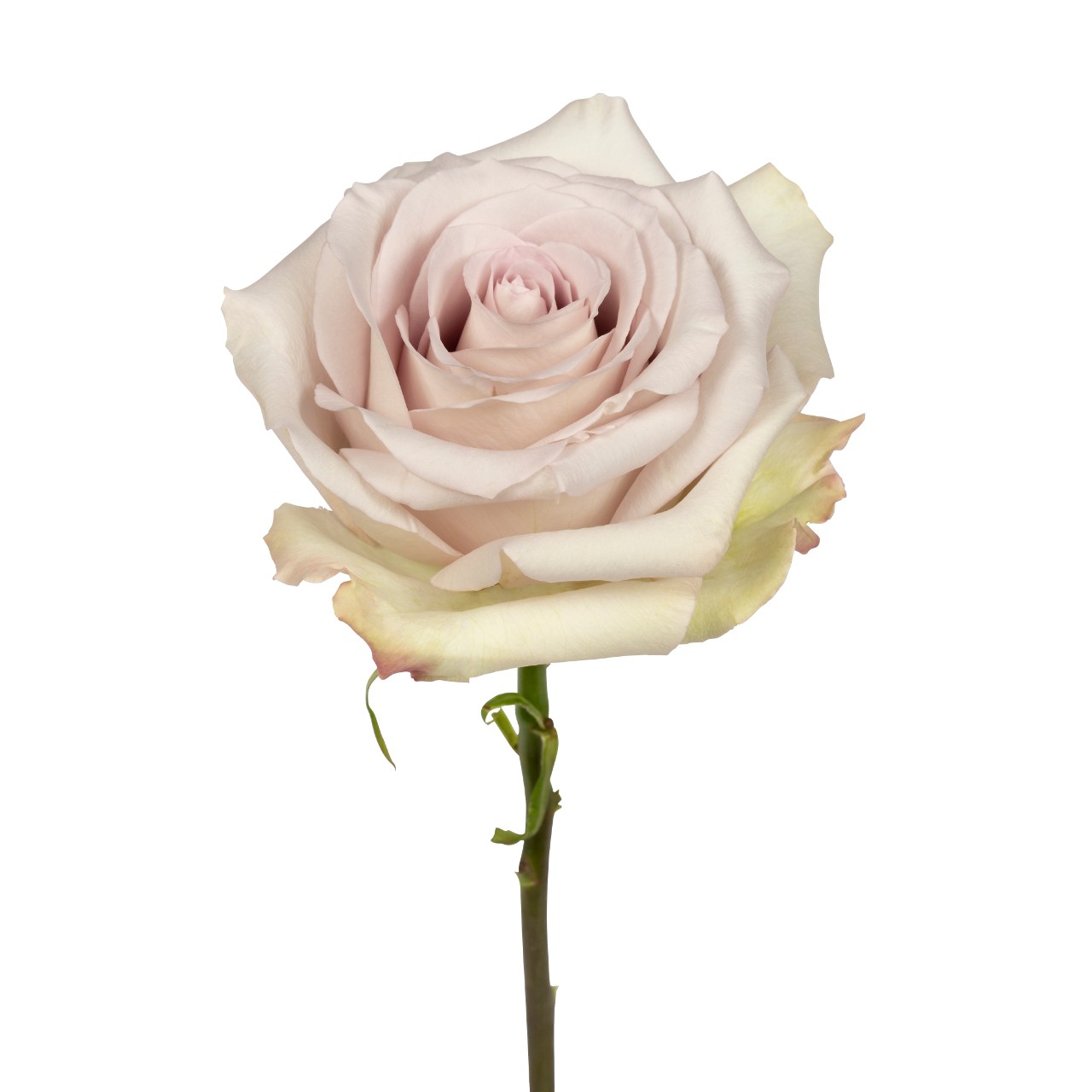 Andrea+ - Products - Dümmen Orange