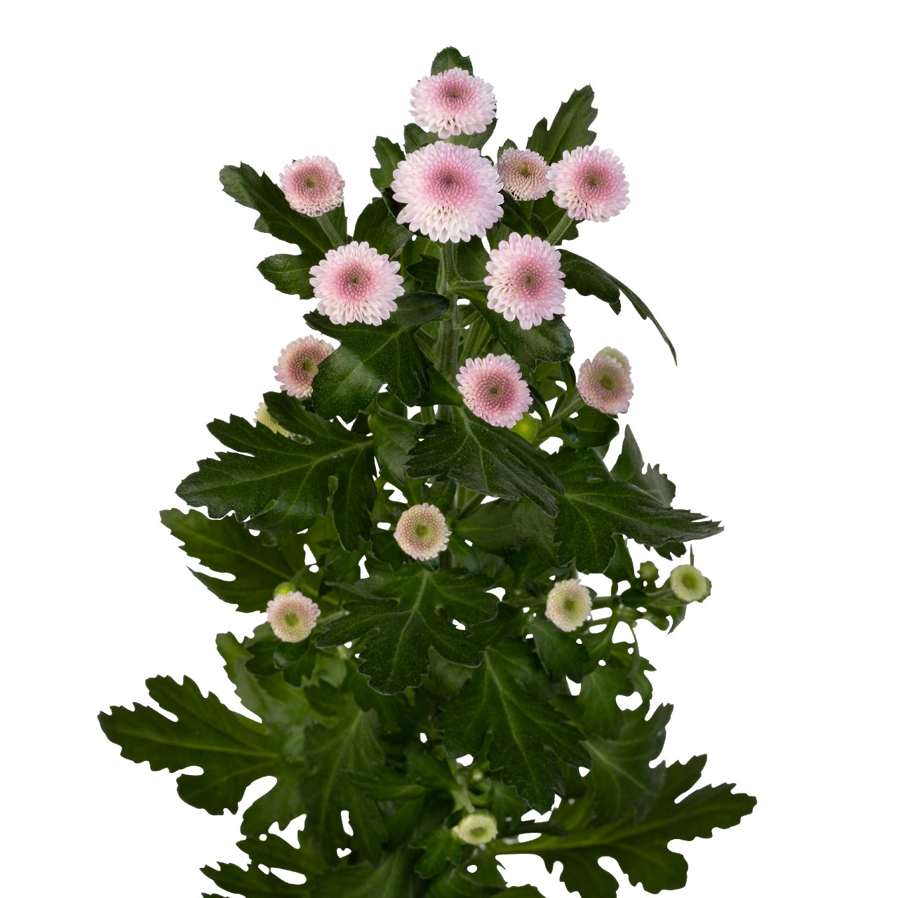 Smartie Pink - Products - Dümmen Orange