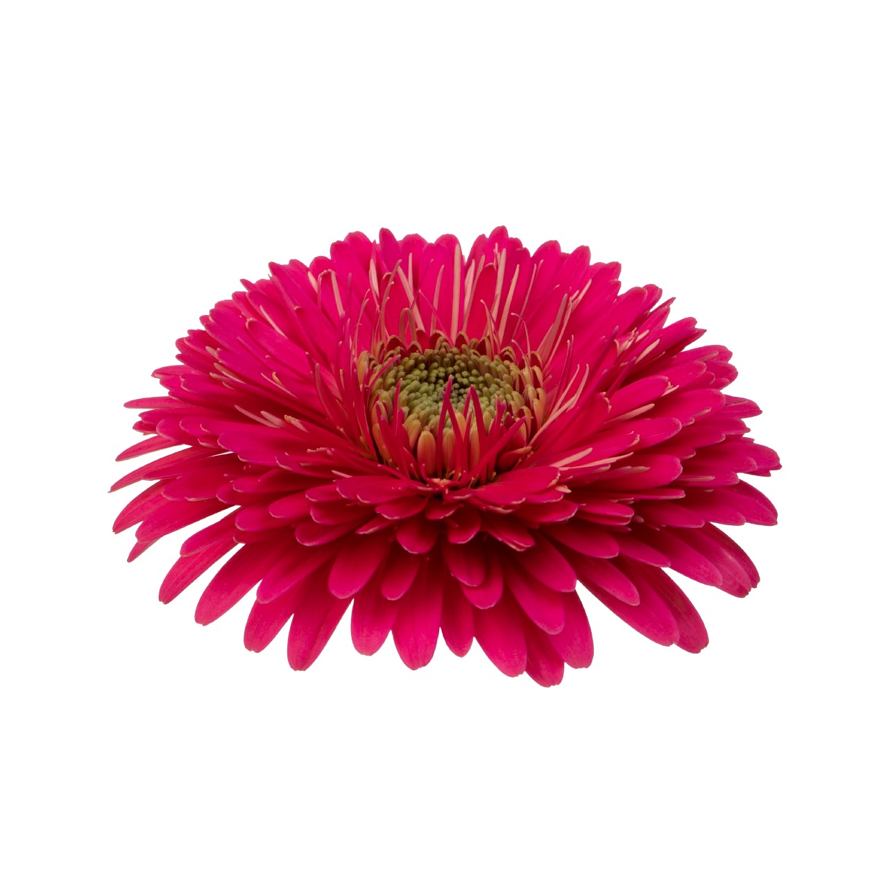 Vialli - Products - Dümmen Orange