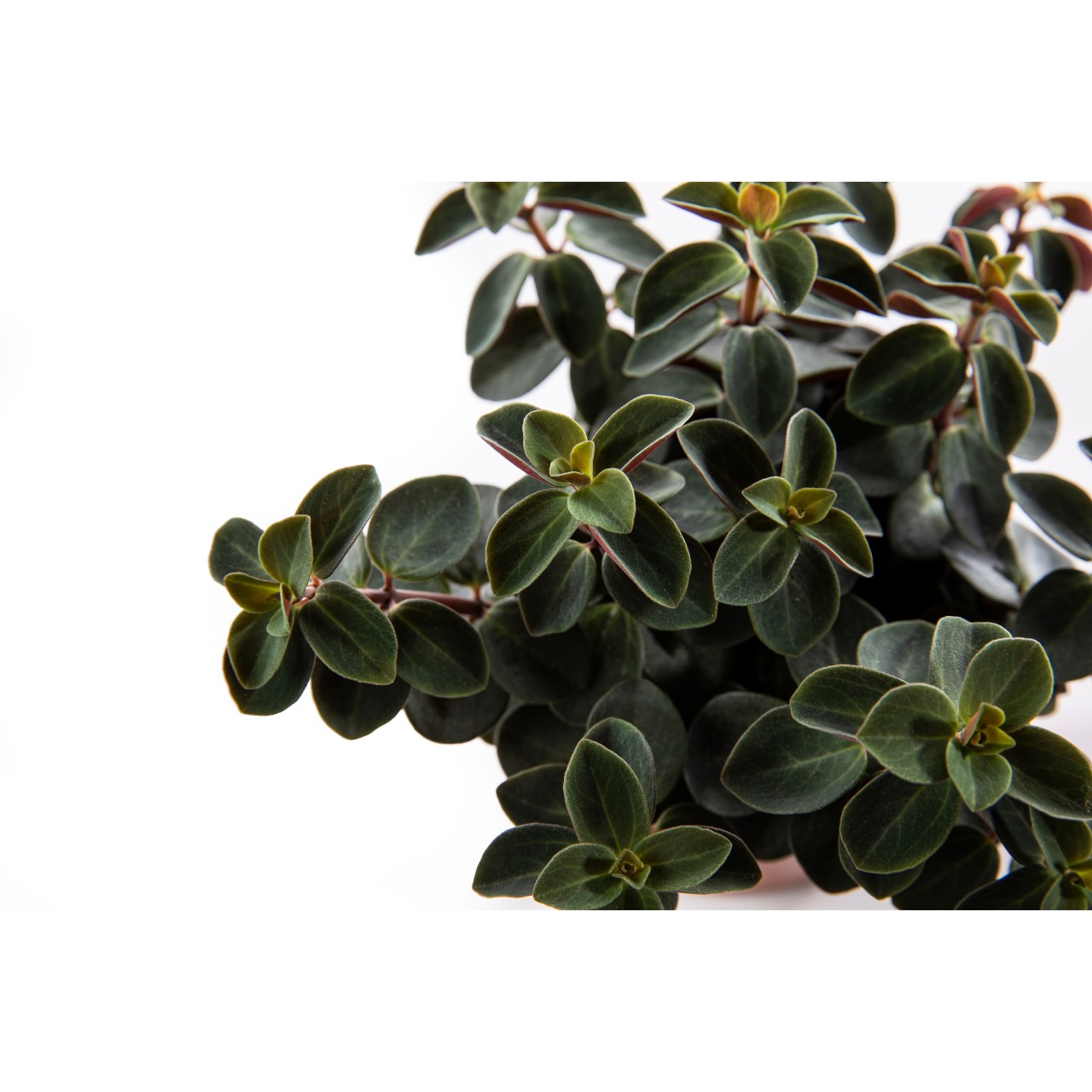 Peperomia verticillata Double Duty - Products - Dümmen Orange