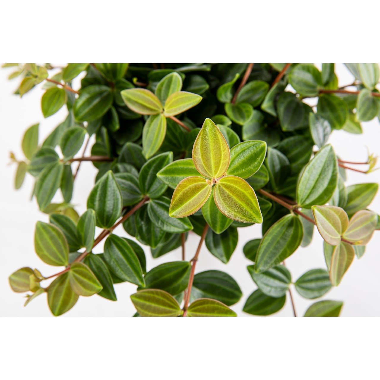 Peperomia angulata Raydiance - Products - Dümmen Orange