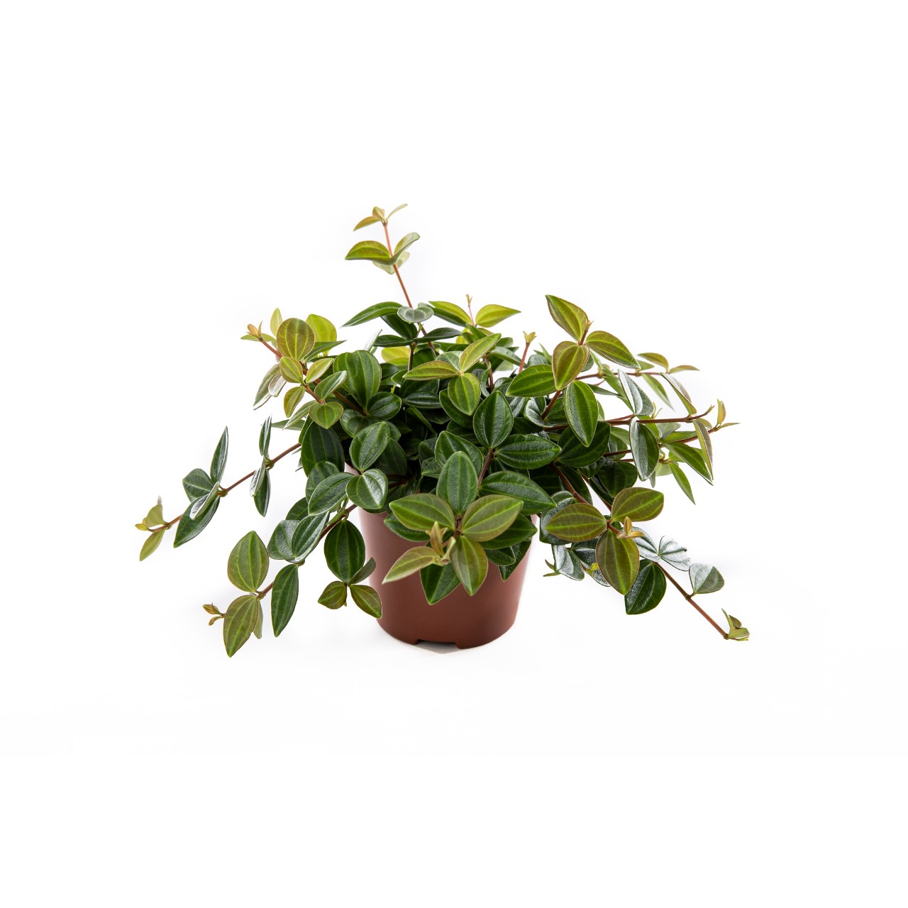 Peperomia angulata Raydiance - Products - Dümmen Orange