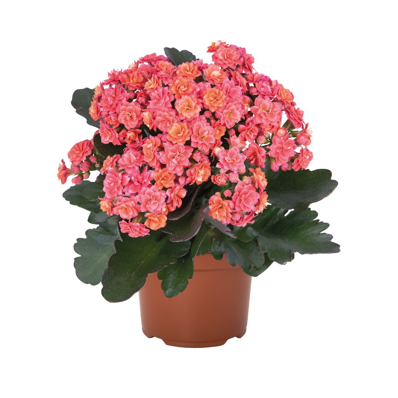 Newton - Products - Dümmen Orange