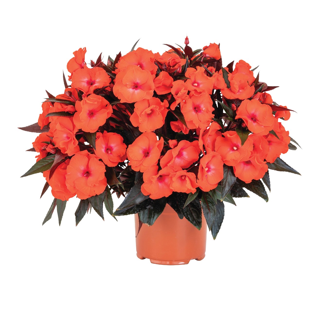 MegaGuinea Orange (DROP) - Products - Dümmen Orange