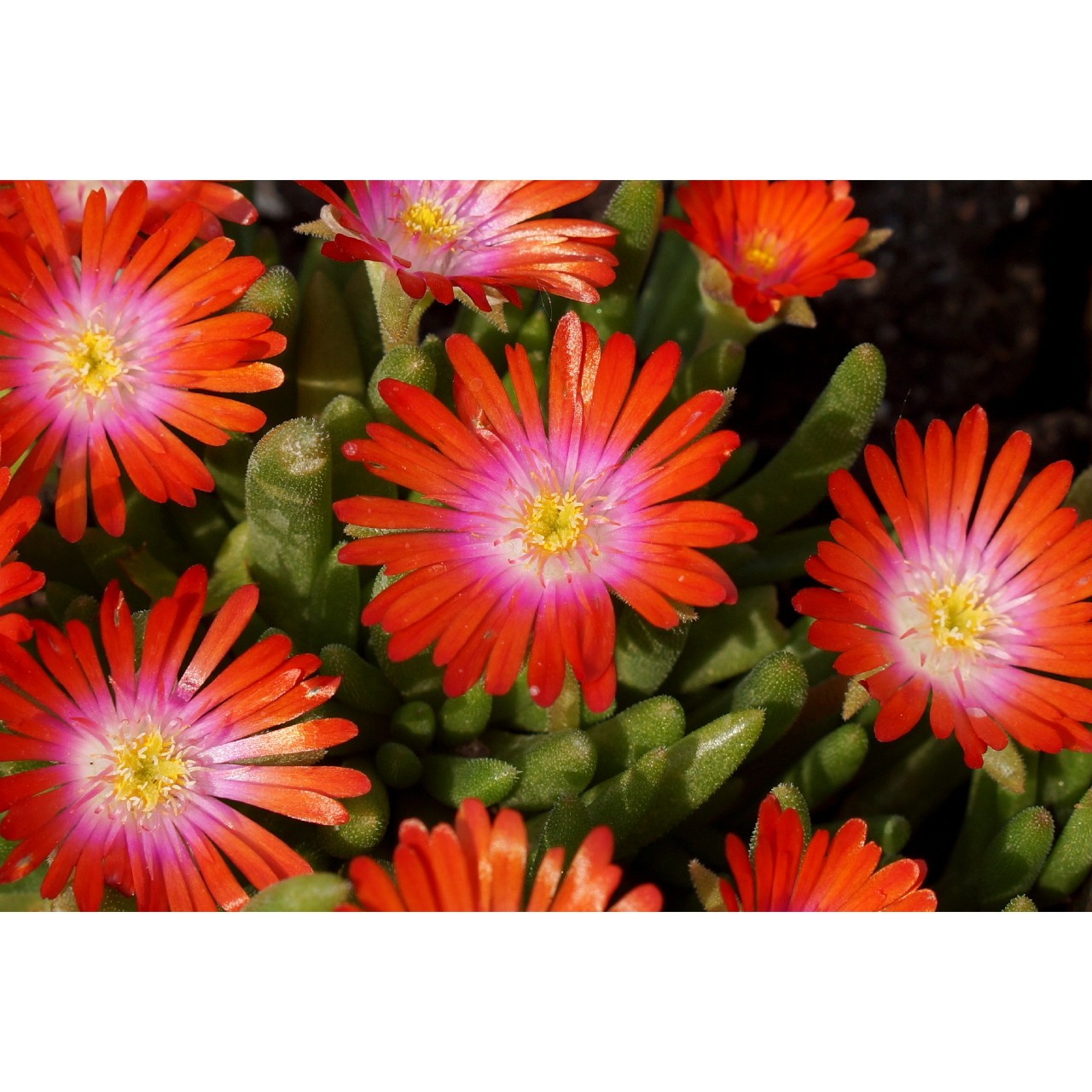 Jewel of Desert Sun Stone - Products - Dümmen Orange