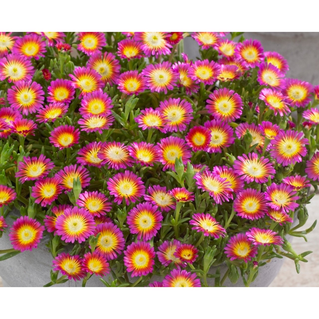 Wheels of Wonder® Hot Pink Imp - Products - Dümmen Orange