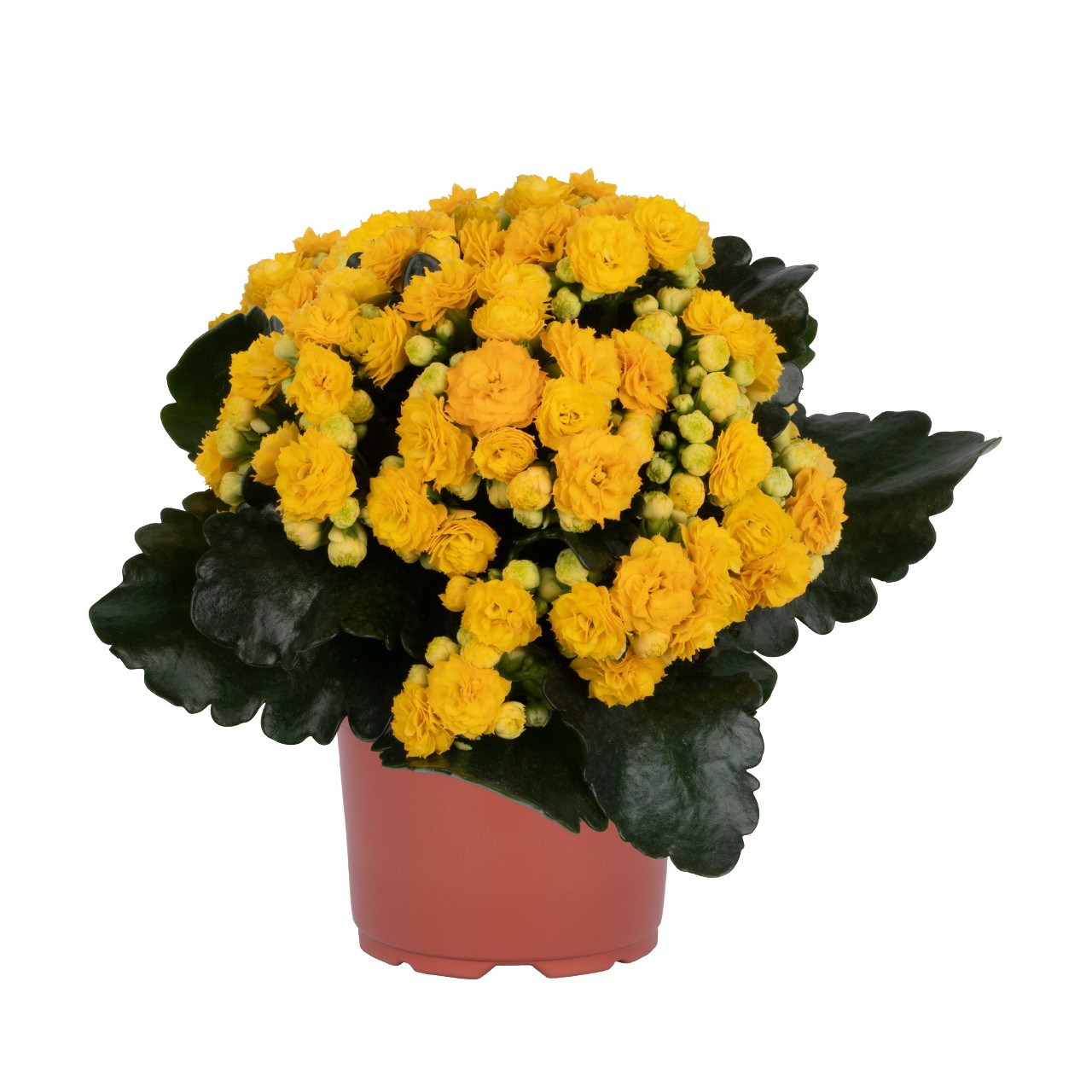 Solaris - Products - Dümmen Orange
