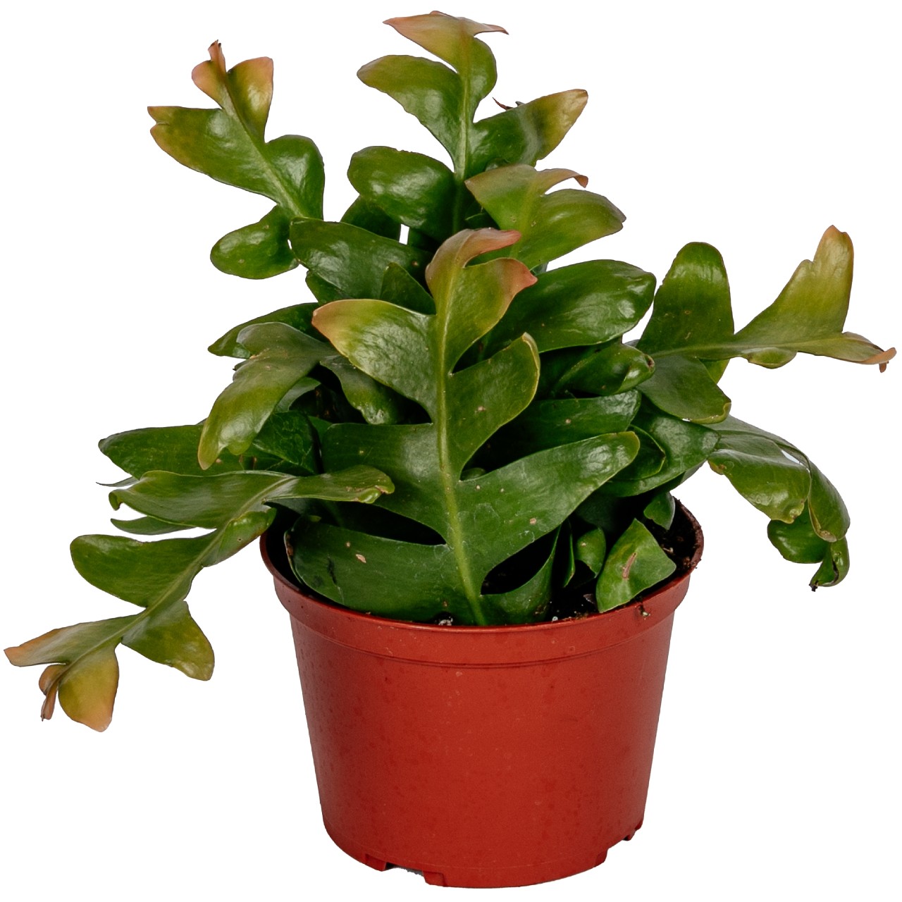 Epiphyllum anguliger Shark Fin - Products - Dümmen Orange