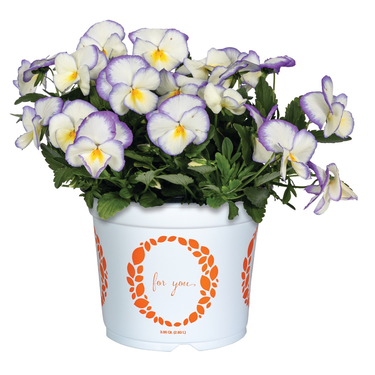 Viola Spring Morning Pearl Lilac - Products - Dümmen Orange