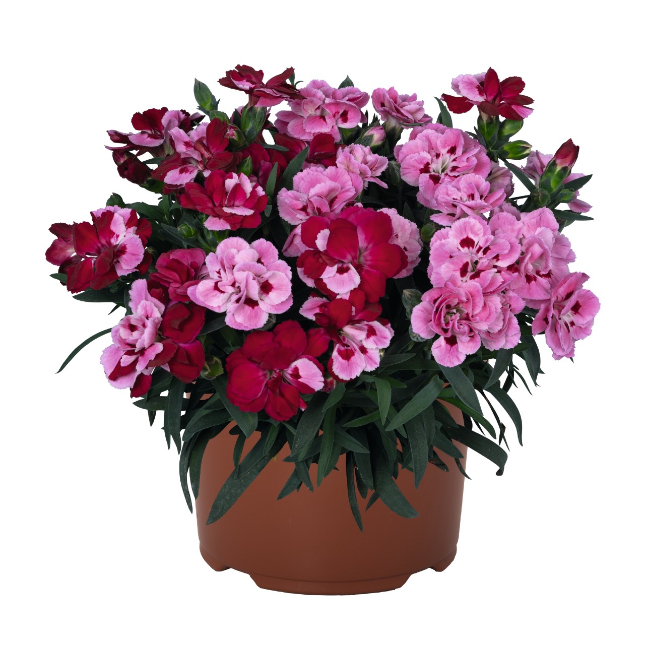 Confetti Garden Multicolor Paso Doble - Products - Dümmen Orange