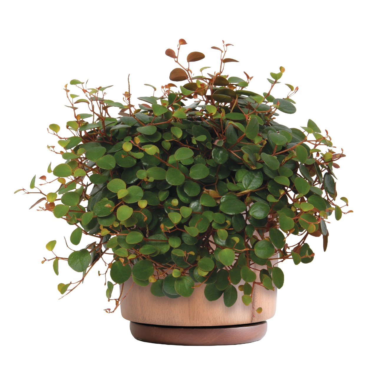 Peperomia Pepperspot - Products - Dümmen Orange