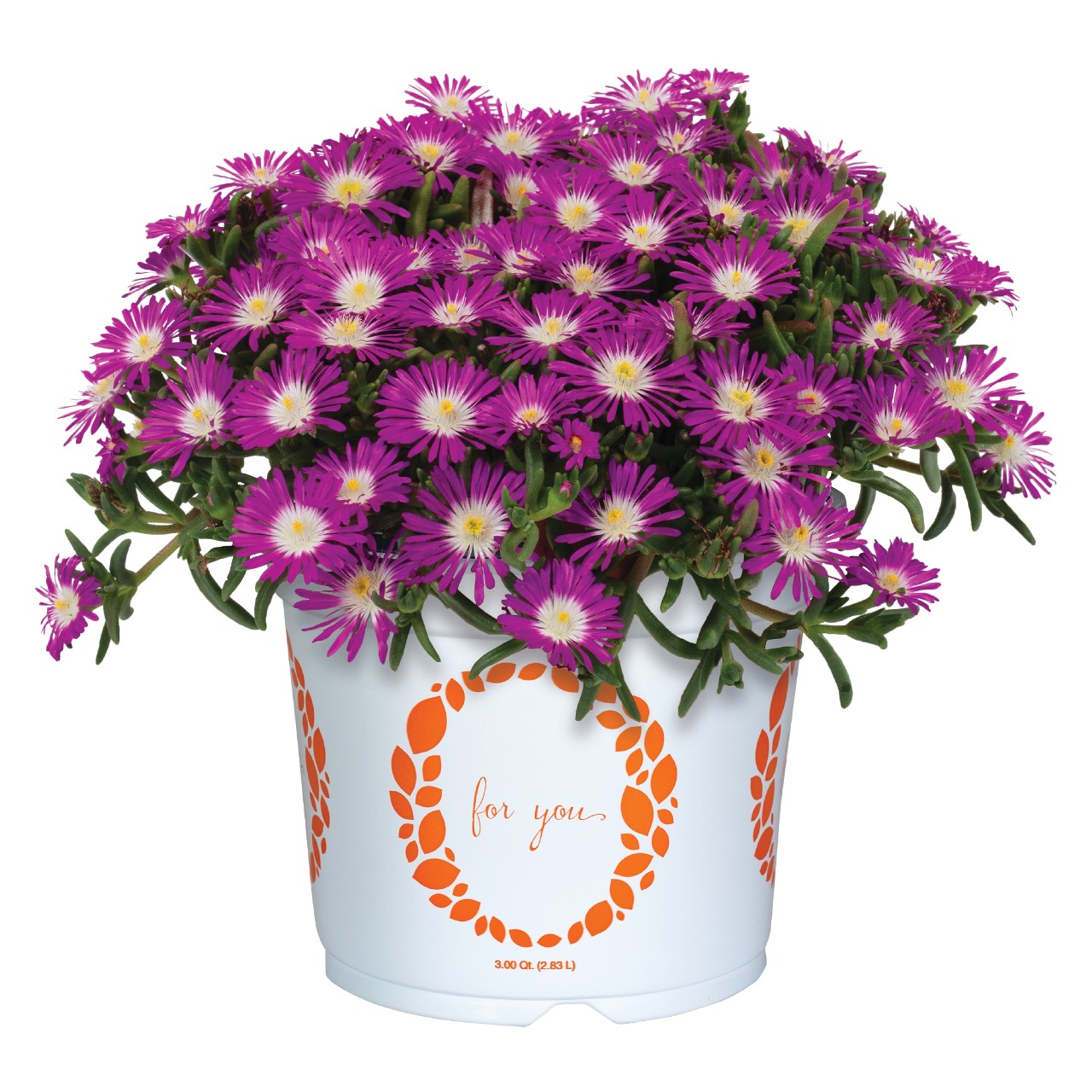 Solstice Violet - Products - Dümmen Orange