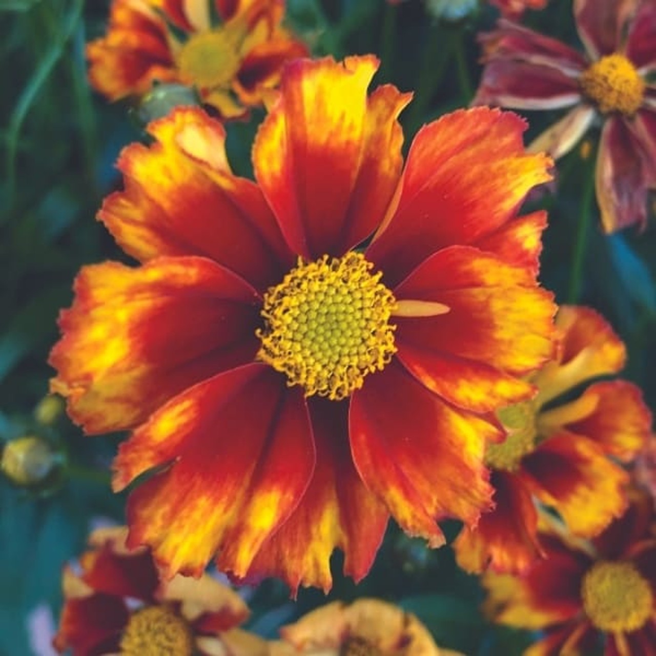Little Bang™ Firewheel - Products - Dümmen Orange