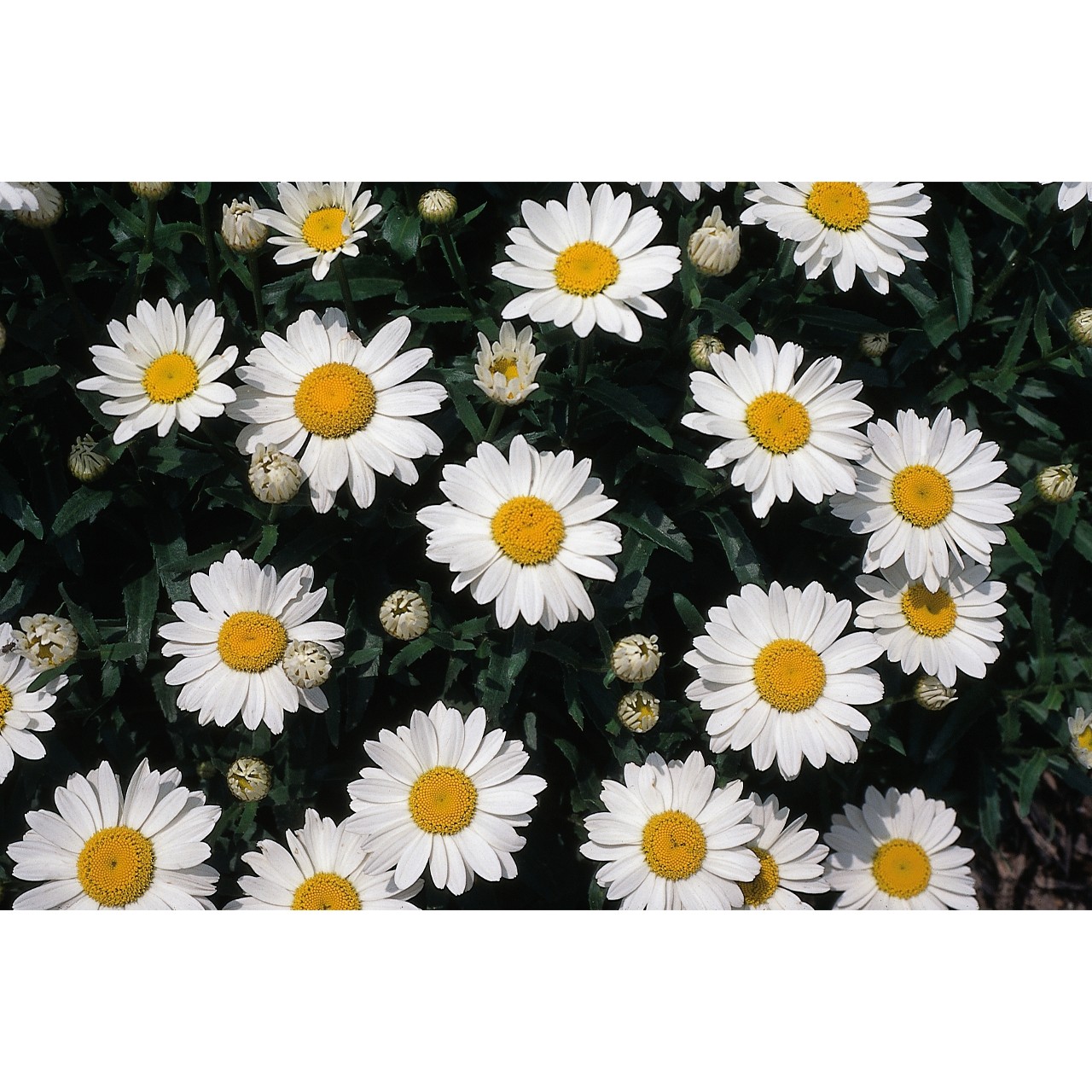 Snow Cap - Products - Dümmen Orange