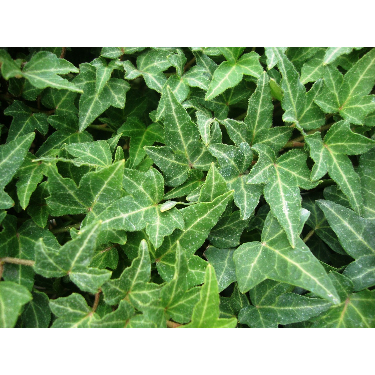 Fancy California - Products - Dümmen Orange