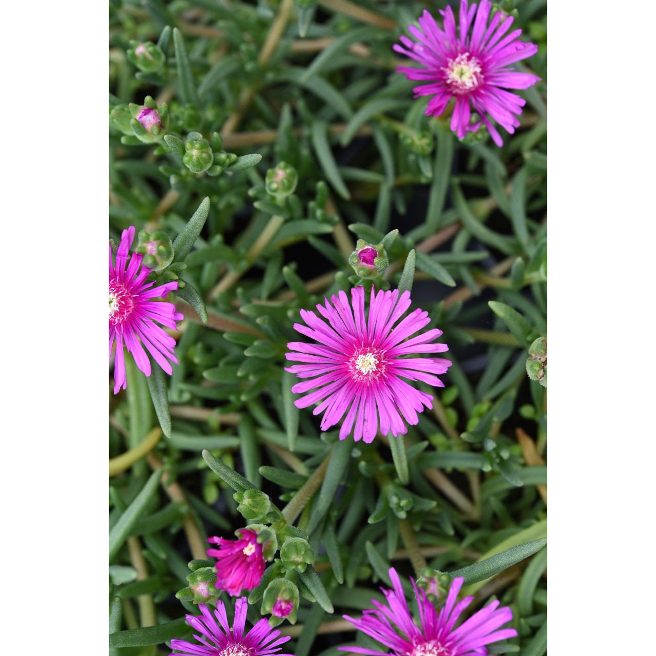 Cooper's Ice Plant - Products - Dümmen Orange