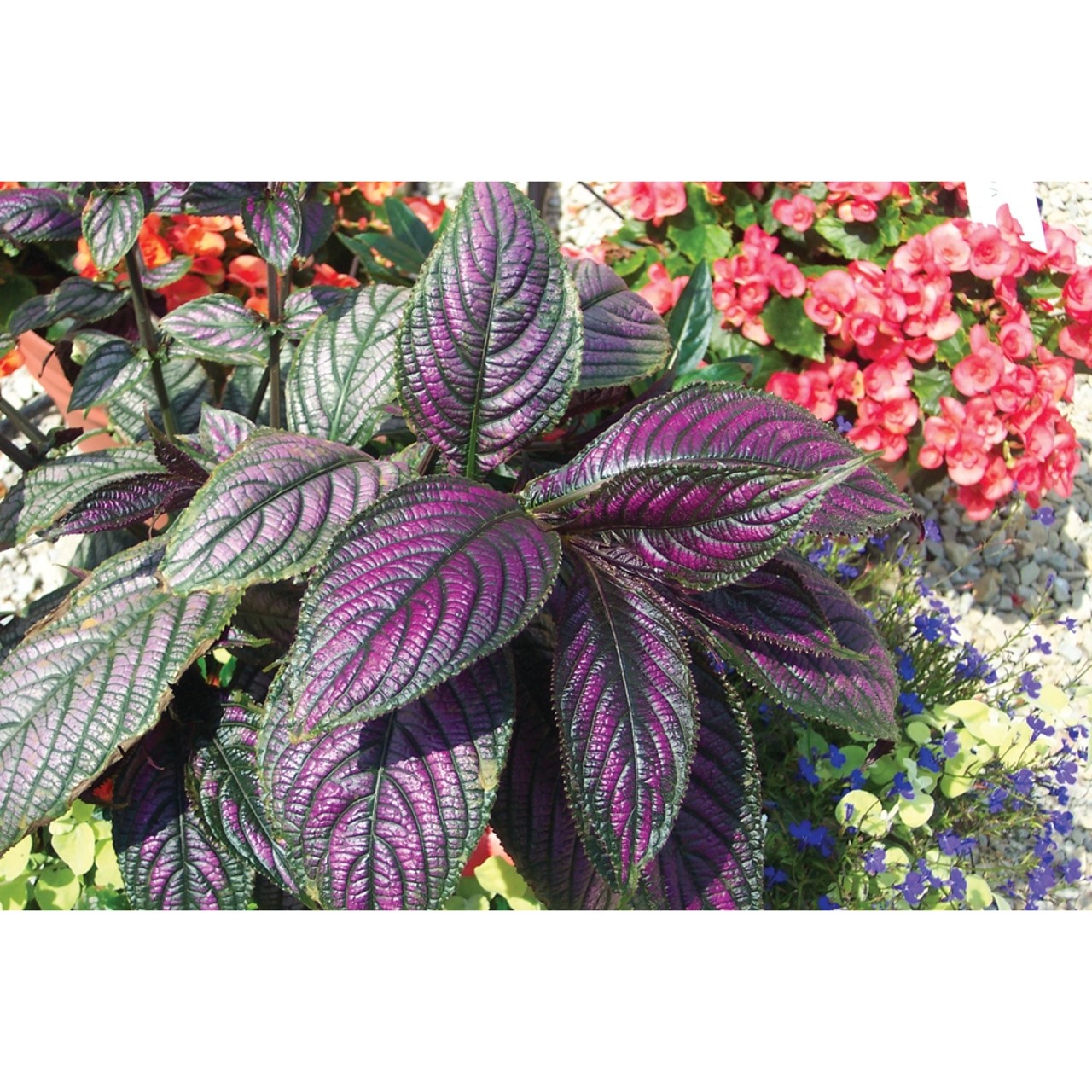 Persian Shield - Products - Dümmen Orange