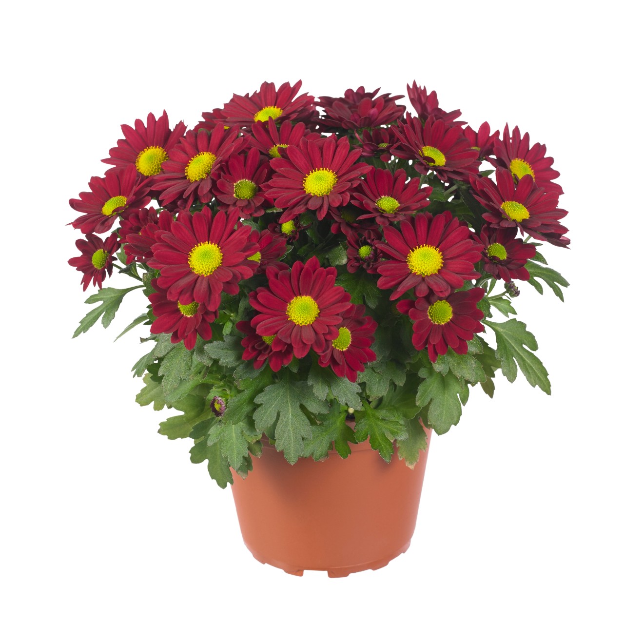 Swifty Rosso - Products - Dümmen Orange